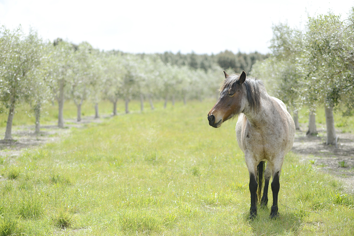 Yirri Grove – Esperance Olive Farm & Restaurant